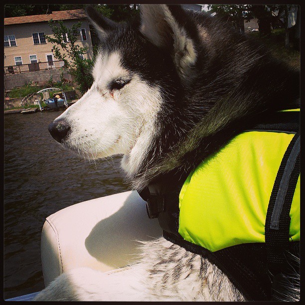 Goodbye, Malice: Coping with the Loss of a Beloved Dog - Blue Widow ...